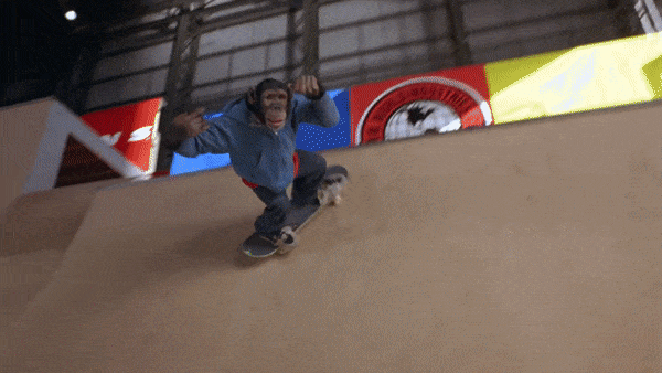 jenkem-chimp-interview-gif-9 - Jenkem Magazine